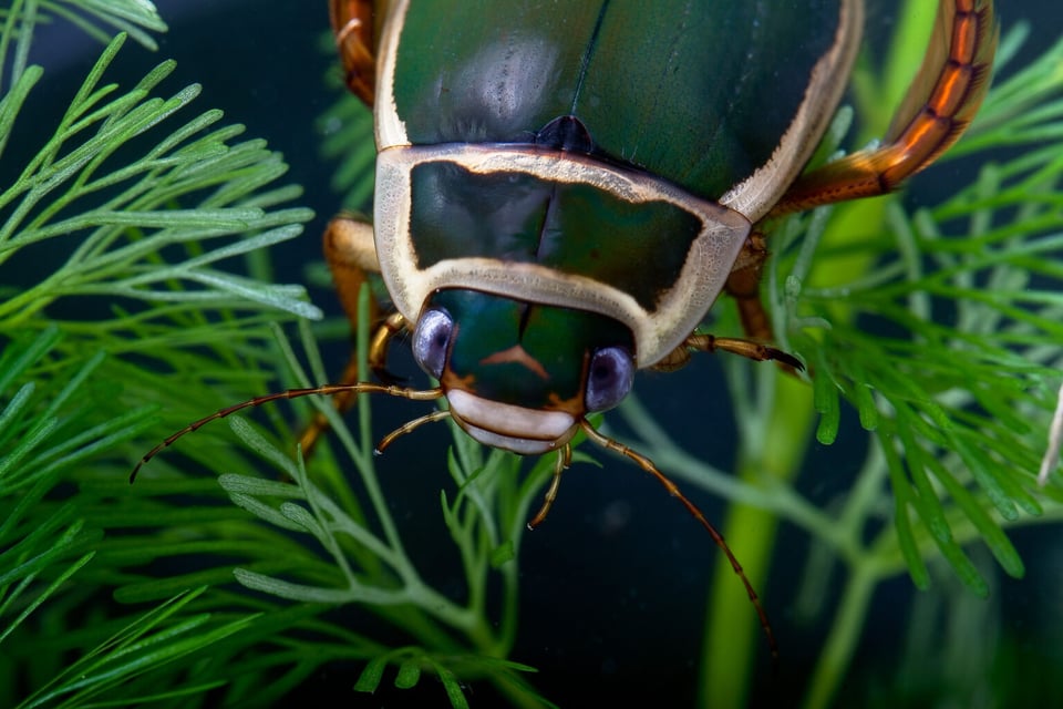 Water beetle: The world's little architect